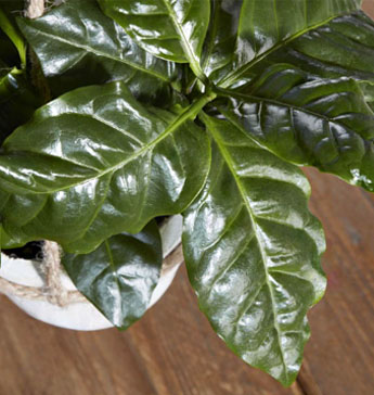 How To Make Your Funky Pigeon Plant Thrive | Funky Pigeon Blog