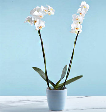 How To Make Your Funky Pigeon Plant Thrive | Funky Pigeon Blog