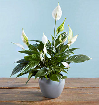 How To Make Your Funky Pigeon Plant Thrive | Funky Pigeon Blog